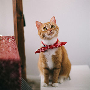 Effortless Background Removal & Inpainting Magic | Mosyne