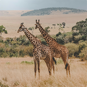 Mosyne Pricing Plans | Find the Perfect Plan for You